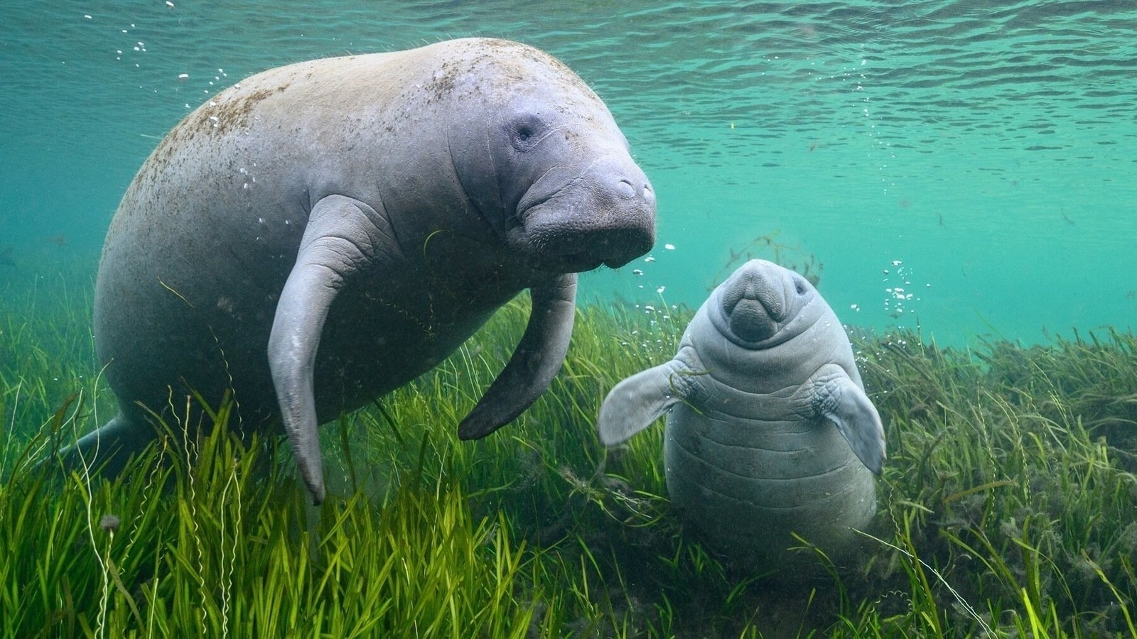 Petition update · THANK YOU FOR SUPPORTING THE PROTECTION OF MANATEES ...