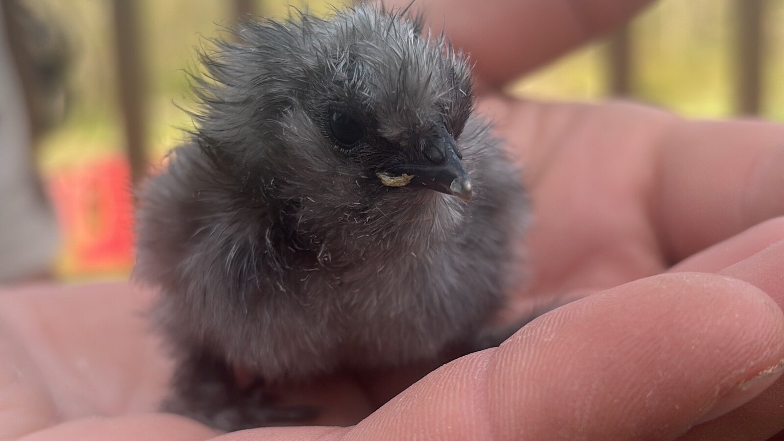 Petition · Let Residents Keep Backyard Chickens in Trent Lakes - Buckhorn, Canada · Change.org