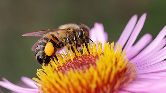 Petition · Take Action: Save Bees from Highly Toxic Pesticides ...