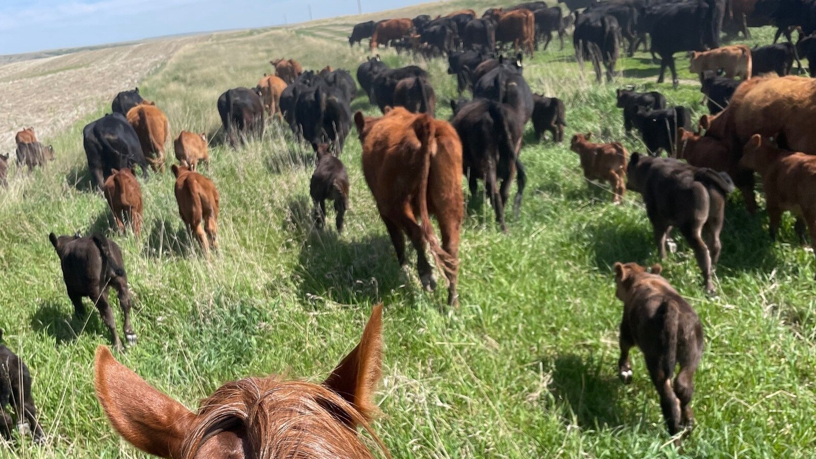 Petition · Stop the new regulations for CFIA traceability - Canada ...