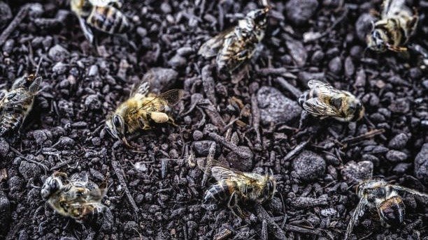 Petition · Help ban neonicotinoids to help bees - United States ...