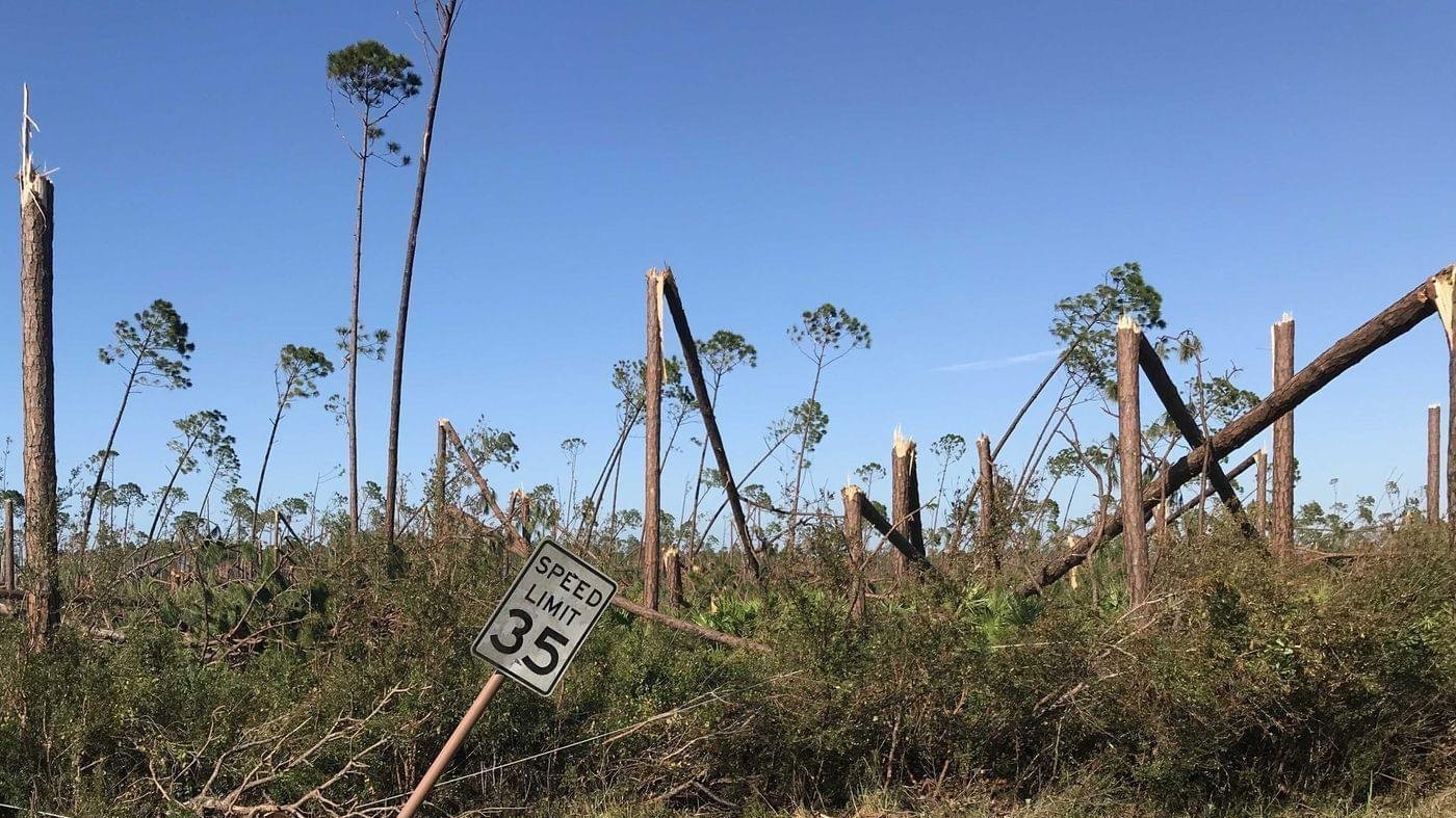 Petition · For every 5 trees torn down one tree is planted - United ...