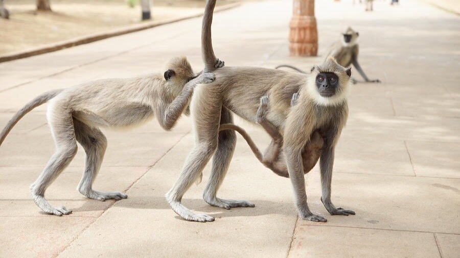 Petition · Prohibit Skibiti Sigmas and Monkey Booty Cheeks - United ...