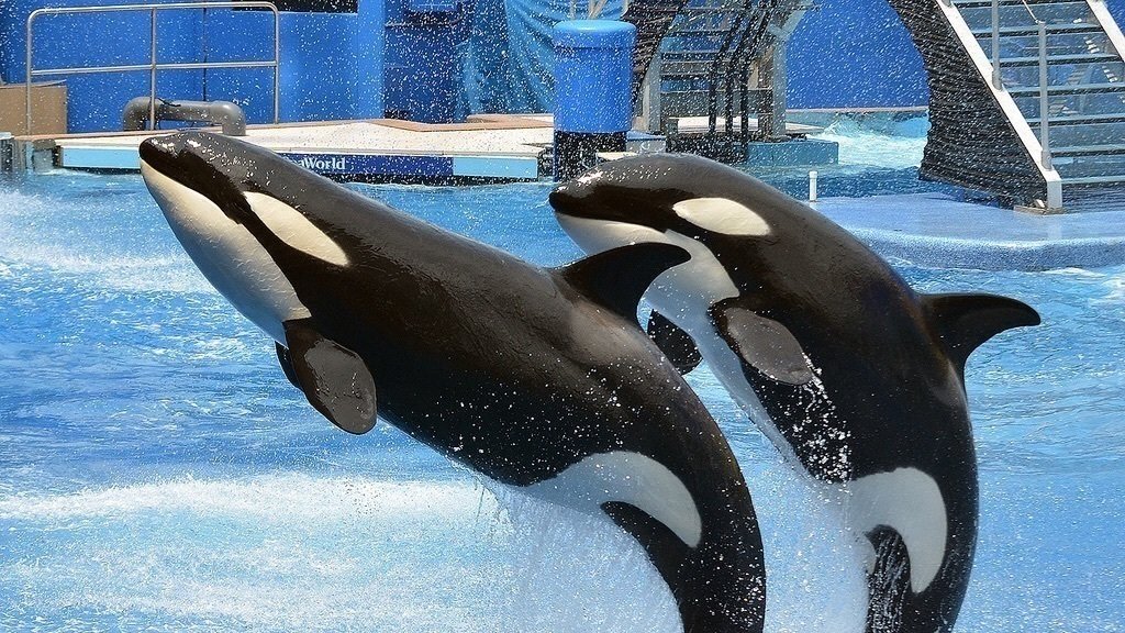Petition · Help the animals in sea world get back to the wild - United ...