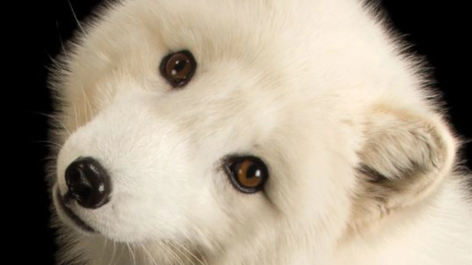 Petition · Help raise the Arctic Wolf population. - Australia · Change.org