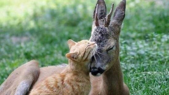 Petition · Stoppt die Vernichtung von Natur und Lebensraum für Tier und ...