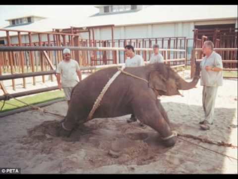 Petition · Ban Elephant Acts in Boston · Change.org