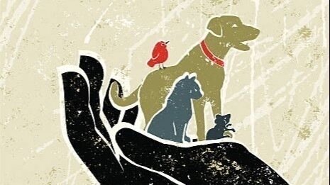 Petition · Animal welfare: Advocate for enhanced protections against ...