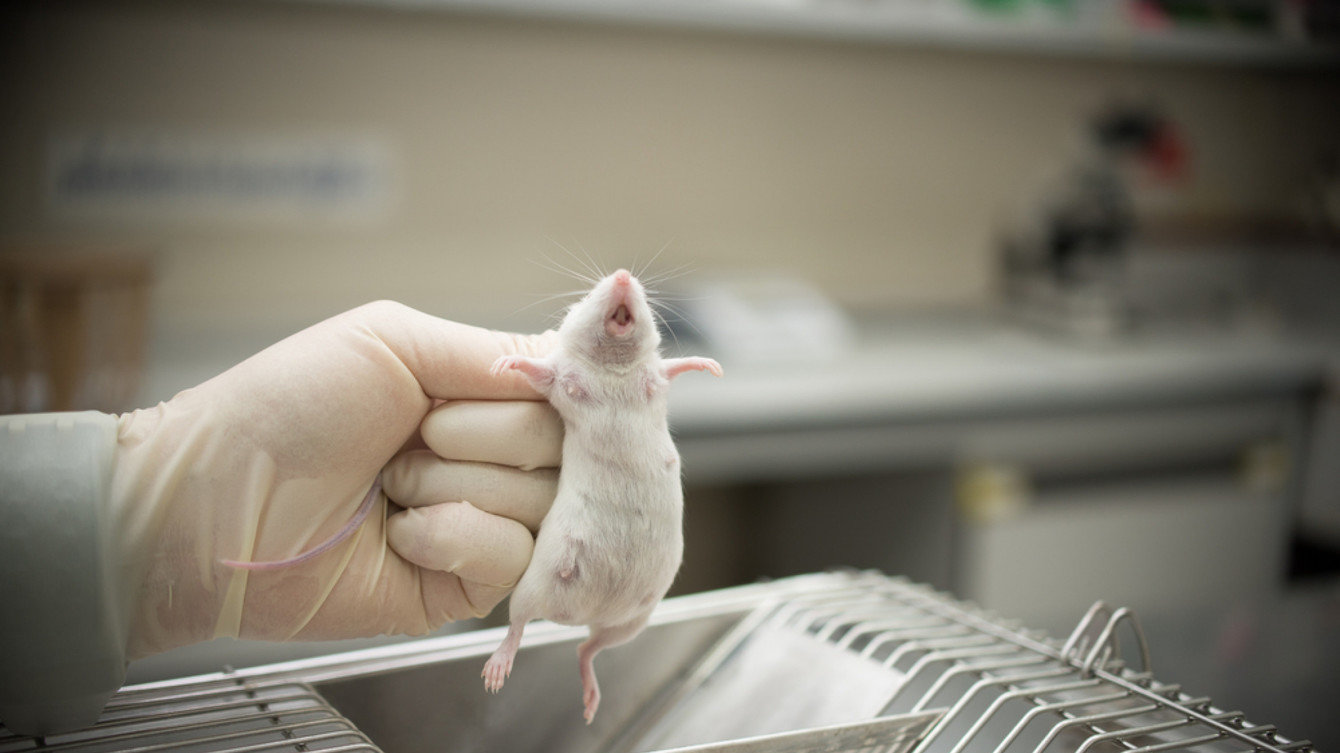 Petition · Animals are living things, not laboratory specimens - United ...