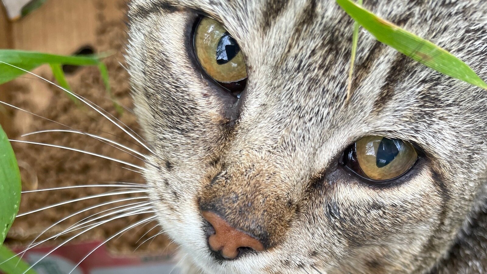 Petition · Outlaw the Felixer Trap: Protect Cats from Inhumane ...