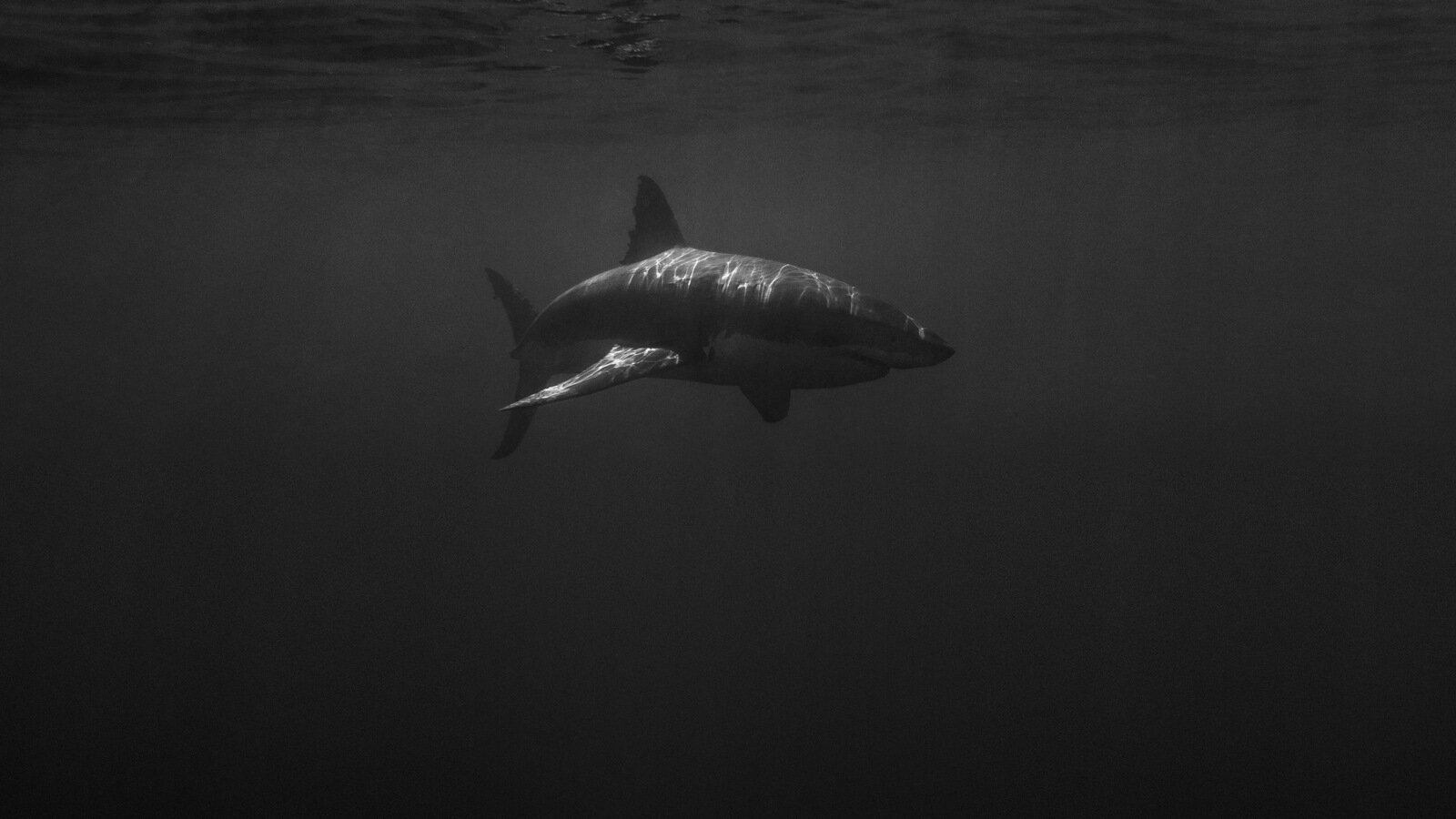 Petition · Saving Lives & Sharks: Urgent Marine Reserve for Endangered ...