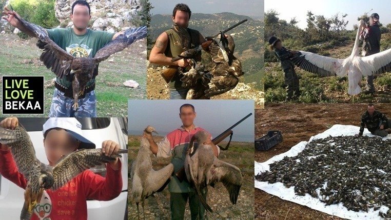 Petition · Apply Law #580 to protect birds and control hunting ...