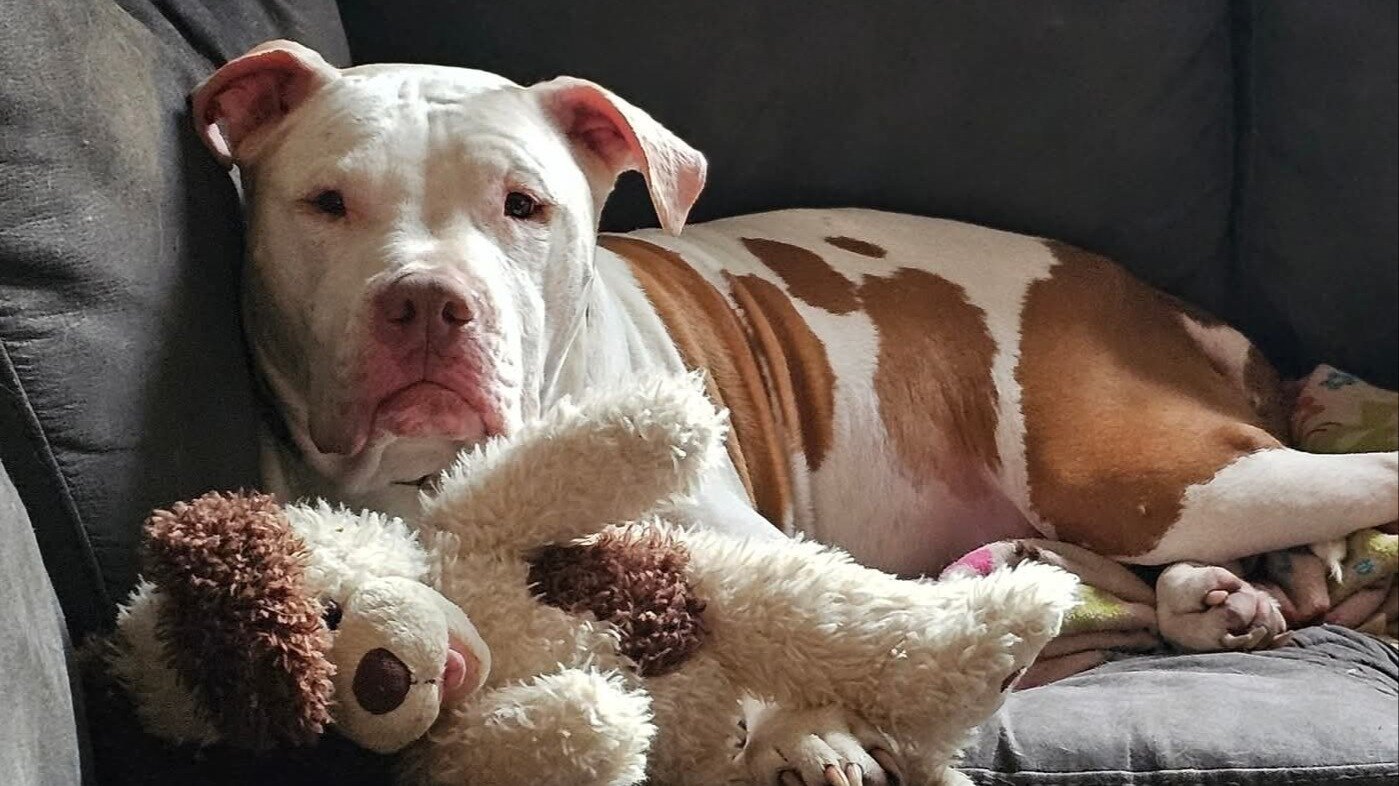 Petition · Say "NO" to Plea Deals for Nader and Amanda Rayan! - United ...