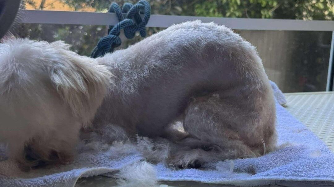 Petition · BAN ON PUPPY FARMS QUEENSLAND WIDE IMMEDIATELY - Australia ...