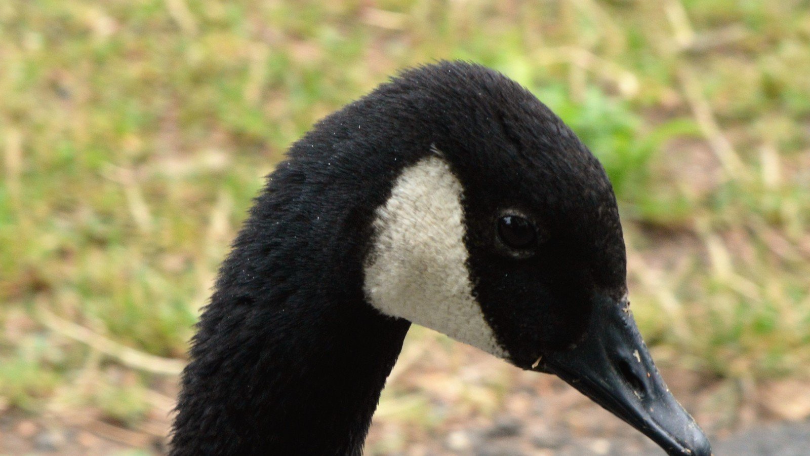 Petition update · Edgewater Mayor and Council Meeting - Monday, July ...