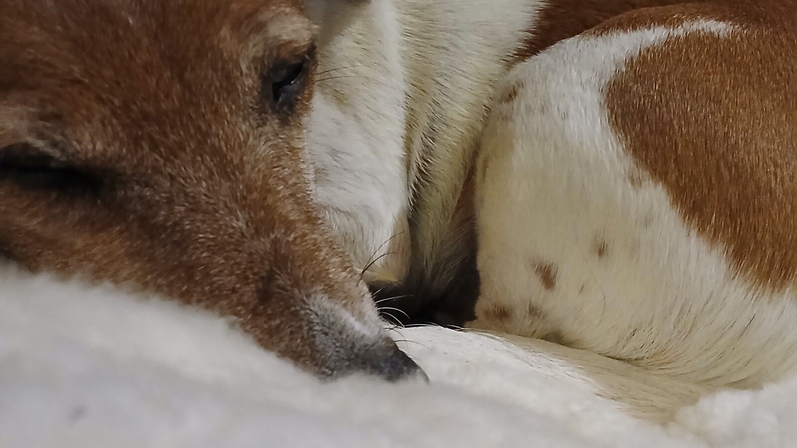 Petition · Regulate dog owners - United Kingdom · Change.org