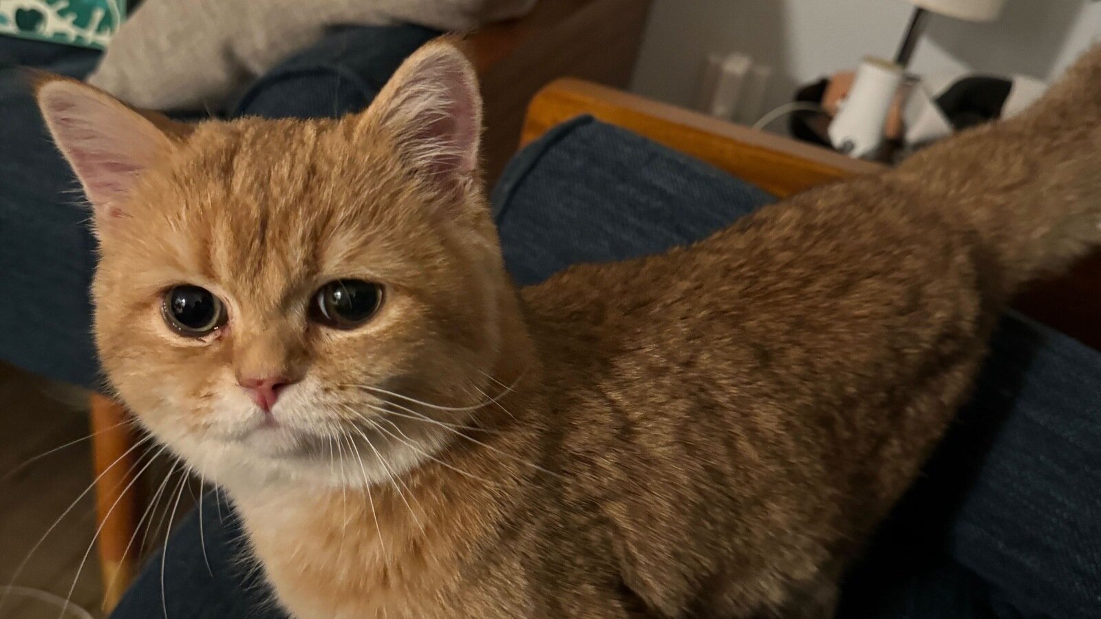 Petition · Name cat mike - United States · Change.org