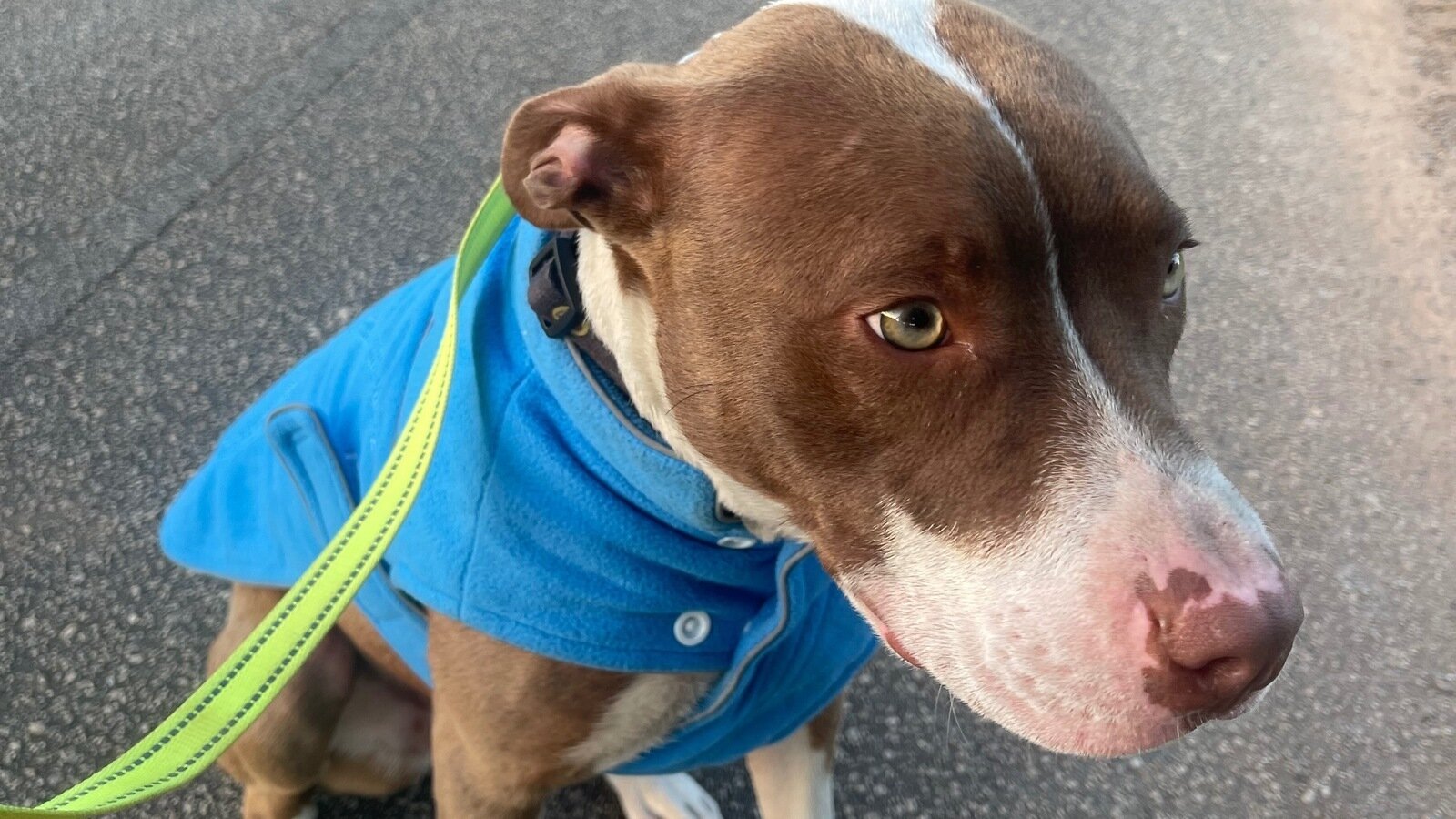 Petition · Overturn the Ruling Declaring My Dog as Vicious to Save His ...