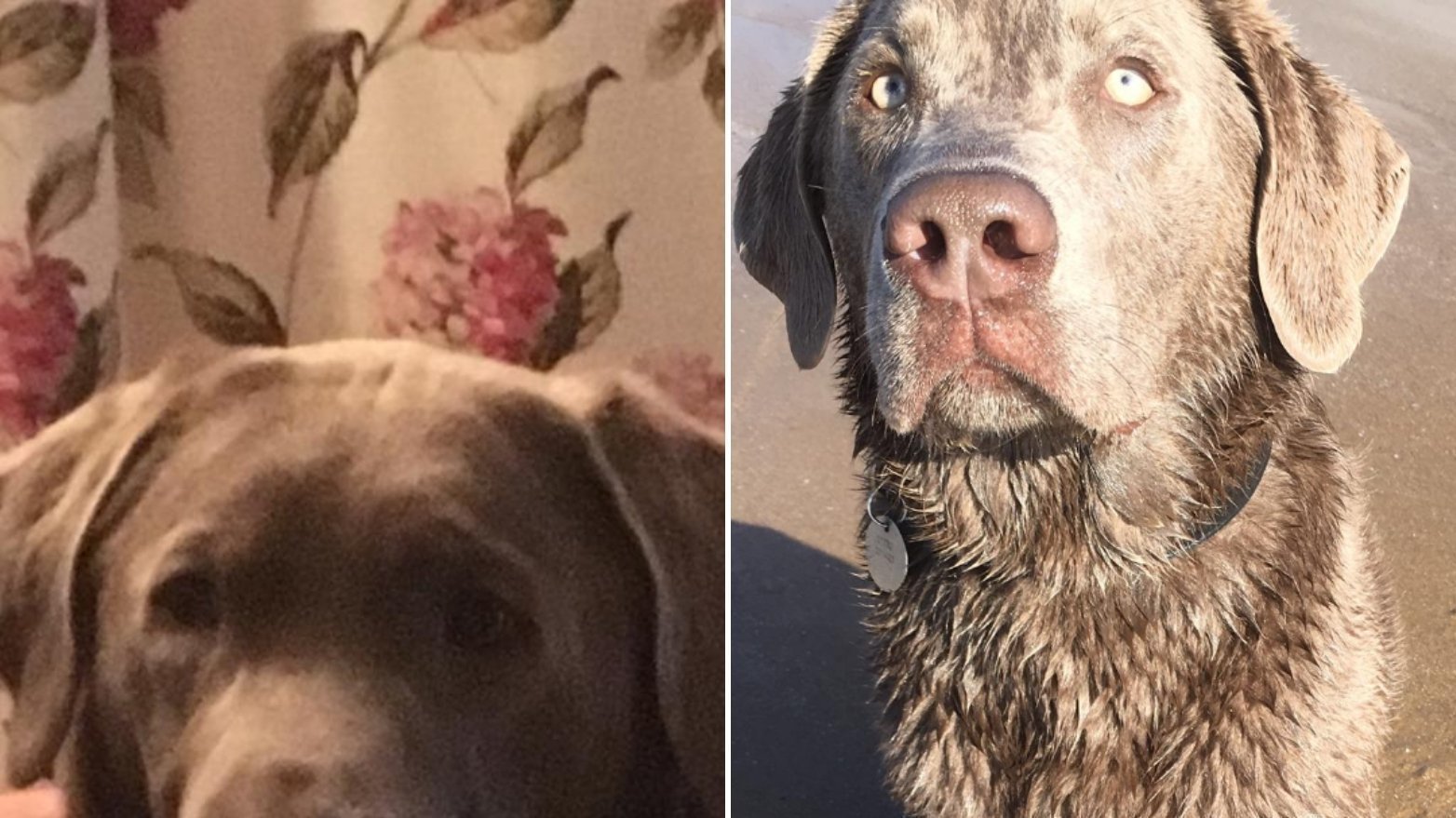 Petition · Please let the Kennel Club register dilute dogs under their ...