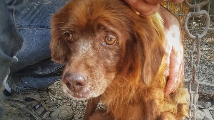 Petition · Reverse Turkey's Unjust Ban on Charities Rehoming Dogs ...