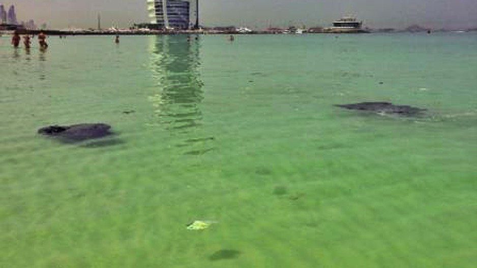 Petition · Clean Dubai's Beaches! - United Arab Emirates · Change.org