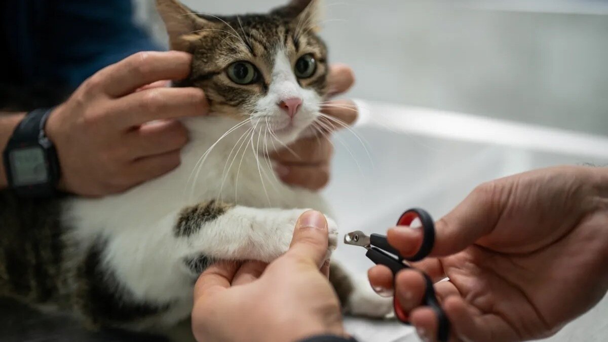Petition · Ban cat declawing across Texas - United States · Change.org