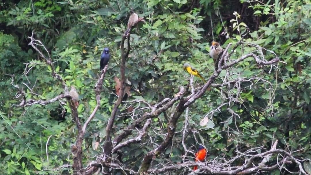 Petition · Save Dehradun's 10000 Trees from being Cut for an Airport ...