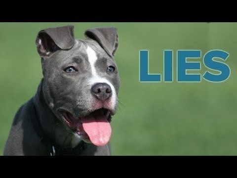 Petition · Repeal Pit bull BSL - Newark, United States · Change.org