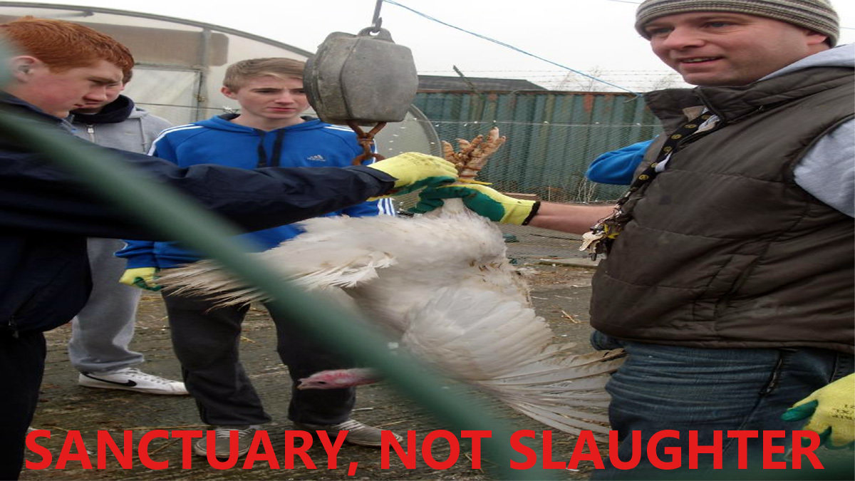 Petition · Sanctuary, NOT Slaughter - Save the Turkeys - Ireland ...
