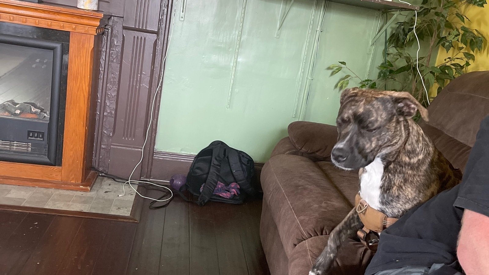 Petition · Help Save Boomer - United States · Change.org