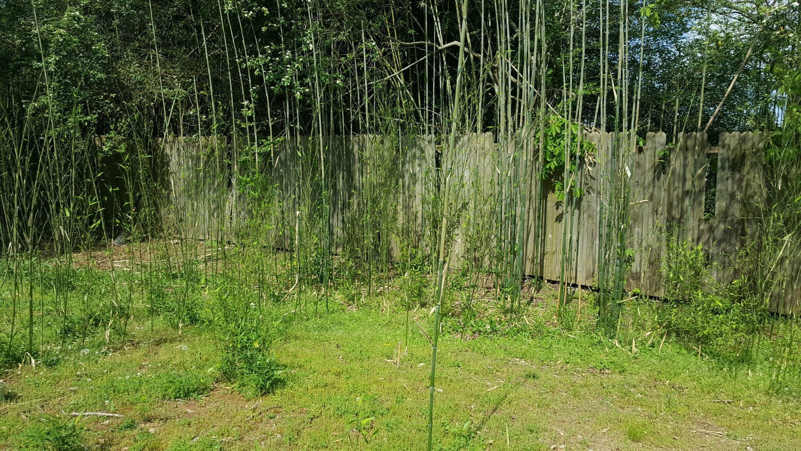 Petition · bamboo menace get bamboo reclassify to be under code ...