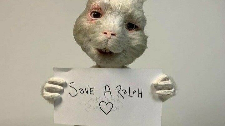 Petition · No To Animal Cruelty: Stop Animal testing - Philippines ...