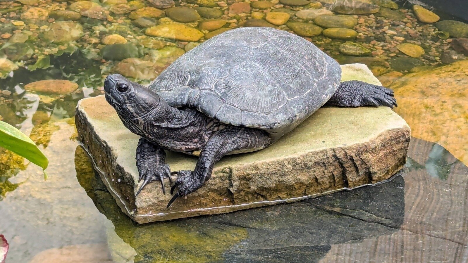 Petition · Colorado State University Bring Back Bruno / Mr. Turtle ...