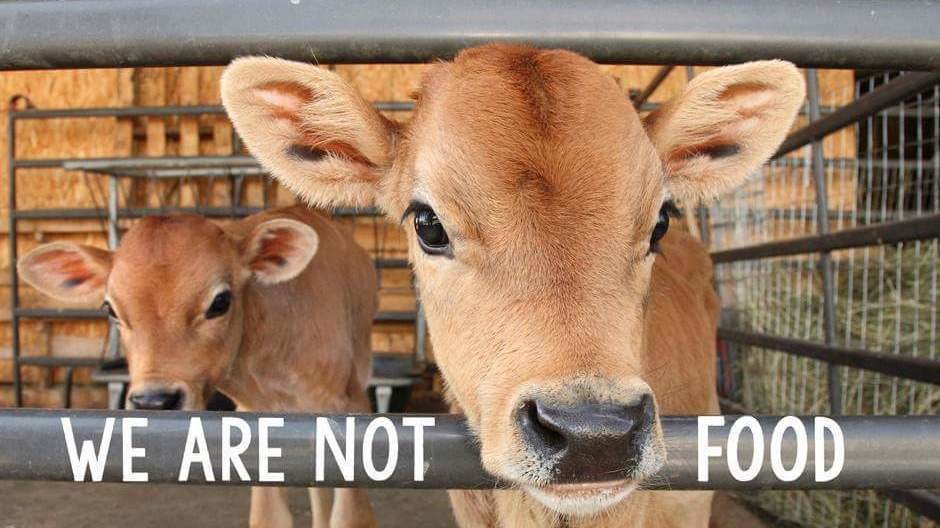 Petition · Stop cow slaughter in India!!! - India · Change.org