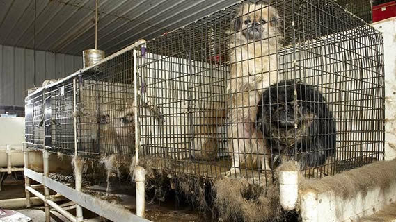 Petition · Improve commercial breeding conditions for dogs! - United ...