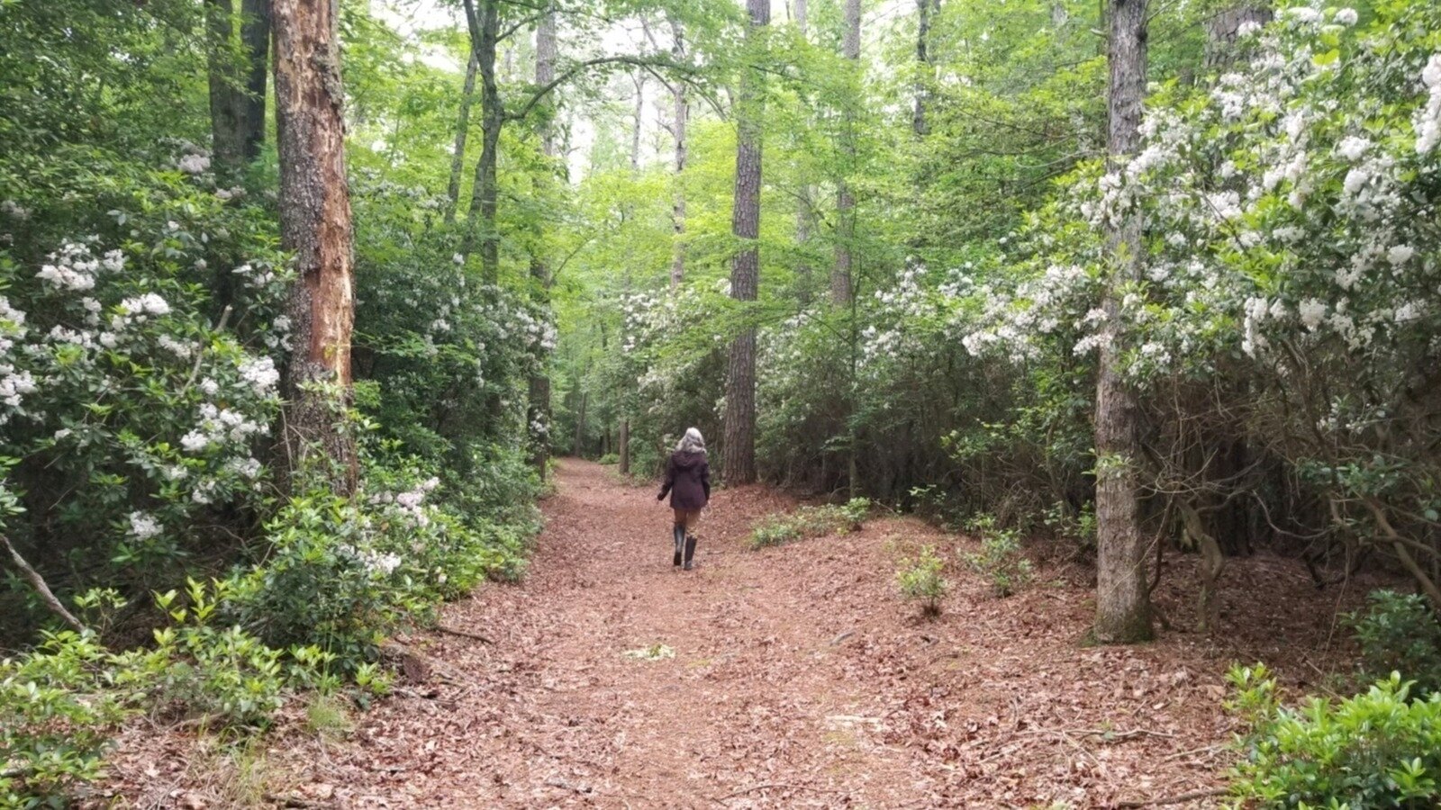 Petition · Stop logging along our recreational trails! - United States ...