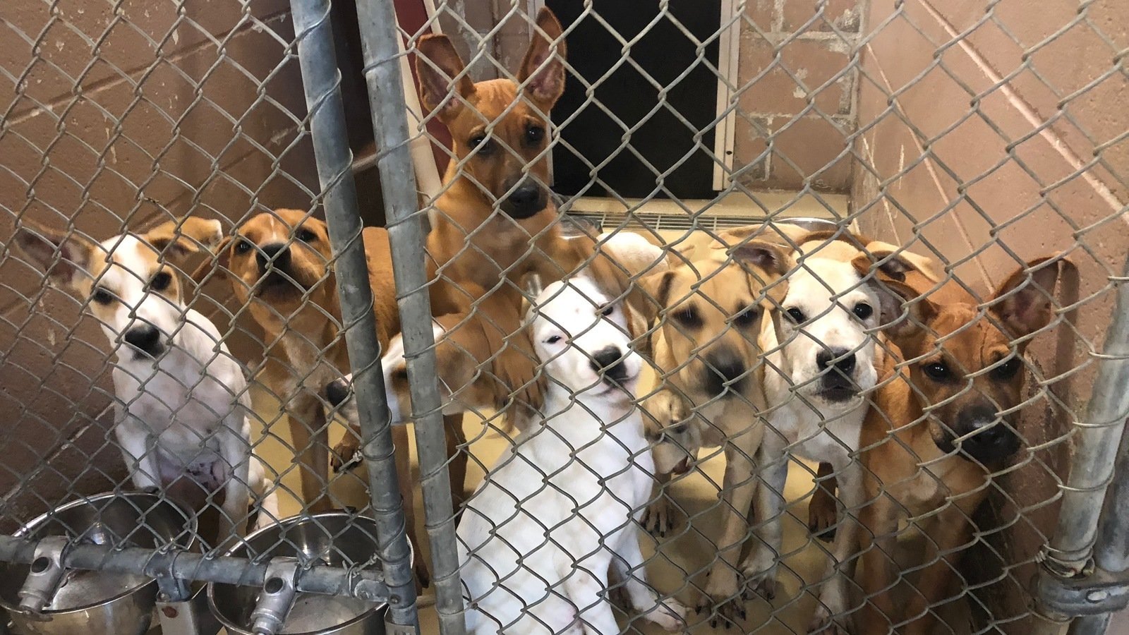 Petition · Stop Animal Euthanasia in the United States - United States ...
