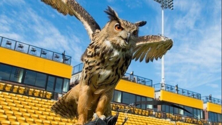 Petition · Reinstate the Live Owl Mascot at Kennesaw State University ...