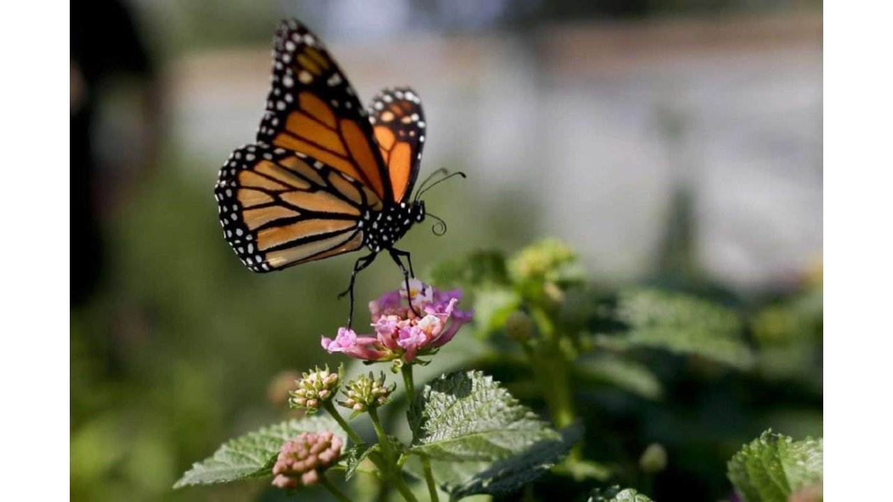 Petition · Save Albany Hill Park - Slated for Destruction! HELP TO STOP ...