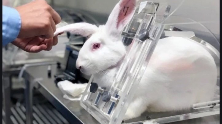 Petition · Banning all animal testing companies from around the world ...
