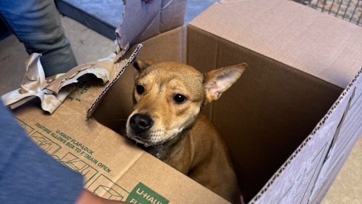 Petition · Create a Pet Surrender Safety Net in Pennsylvania - United ...