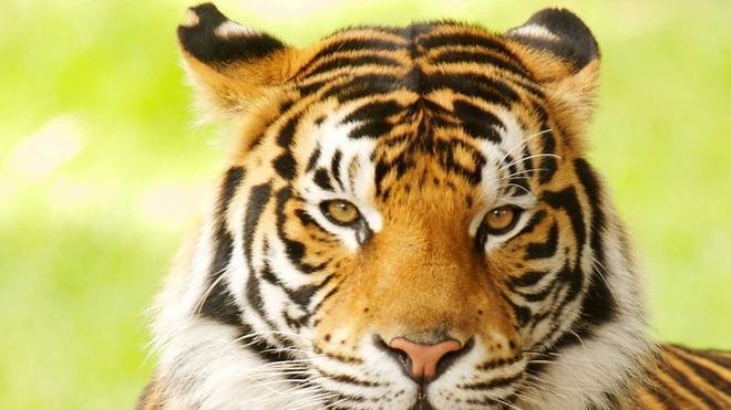 Petition · Help Save Bengal Tigers! - United States · Change.org