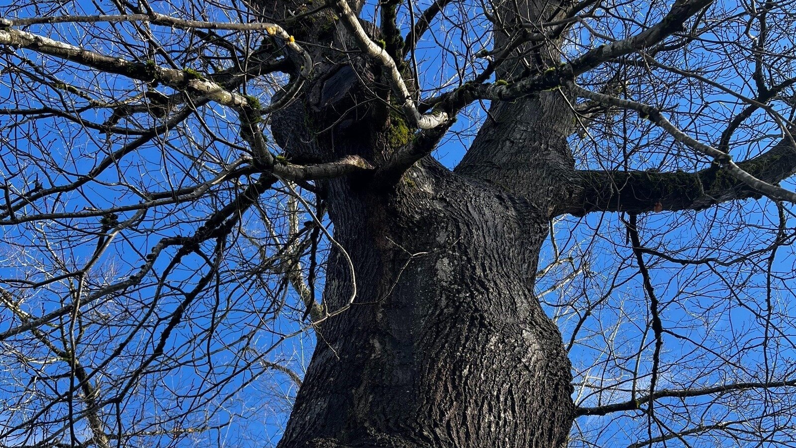 Petition · Stop the Killing of Elder Trees on SE 77th and SE Division ...
