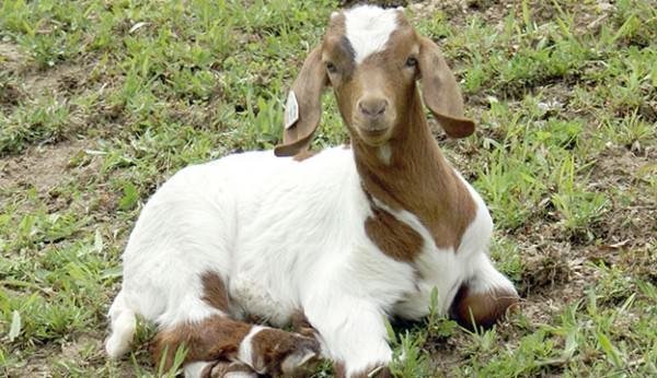 Petition · Make National Goat Day a Thing - United States · Change.org