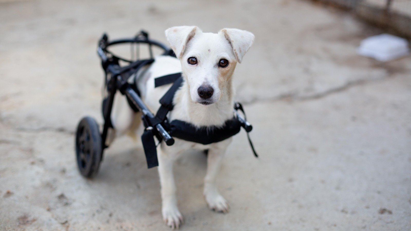 Petition · Help homeless animals in Goriachiy Kluch! - Russia · Change.org