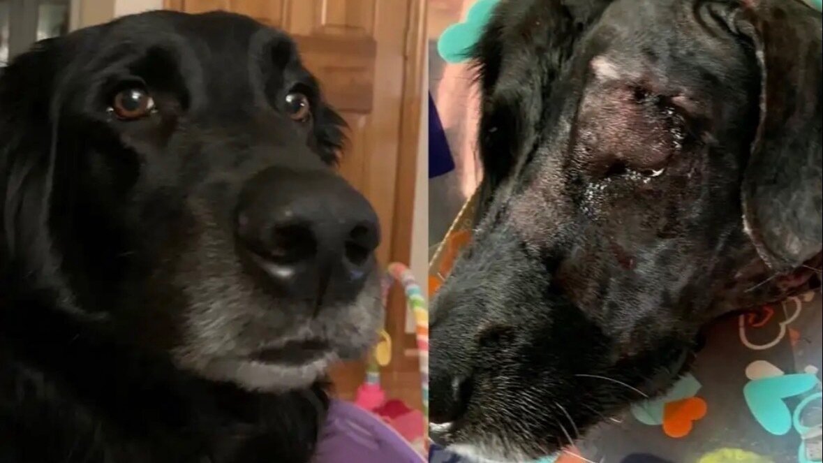 Petition · Compel Law Enforcement and Animal Control to Address Repeat ...