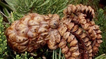 Petition · Save the Pacific Northwest Tree Octopus - United States ...