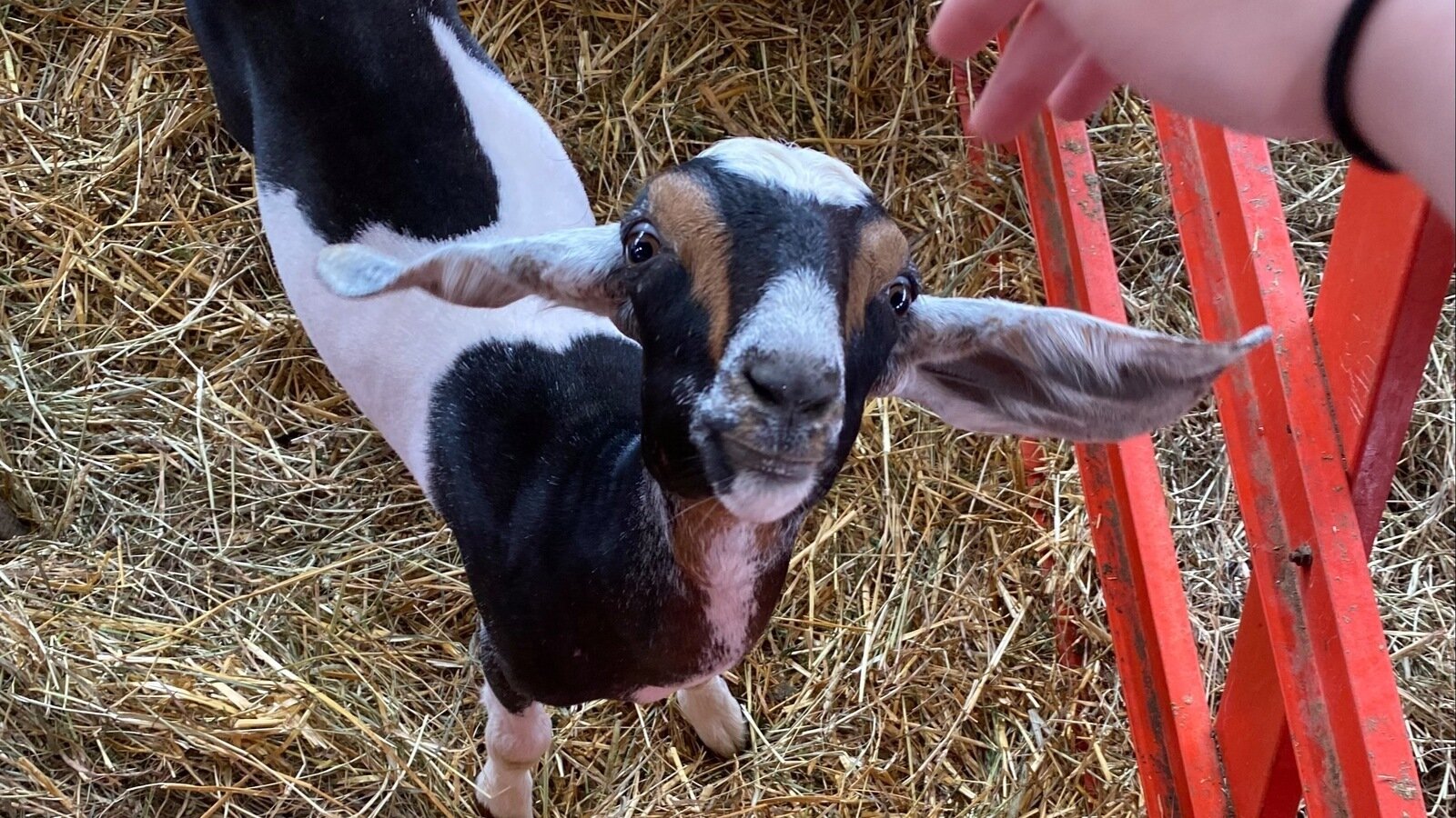 Petition · Stop Grinding Baby Chicks Alive: End Animal Cruelty in the U ...