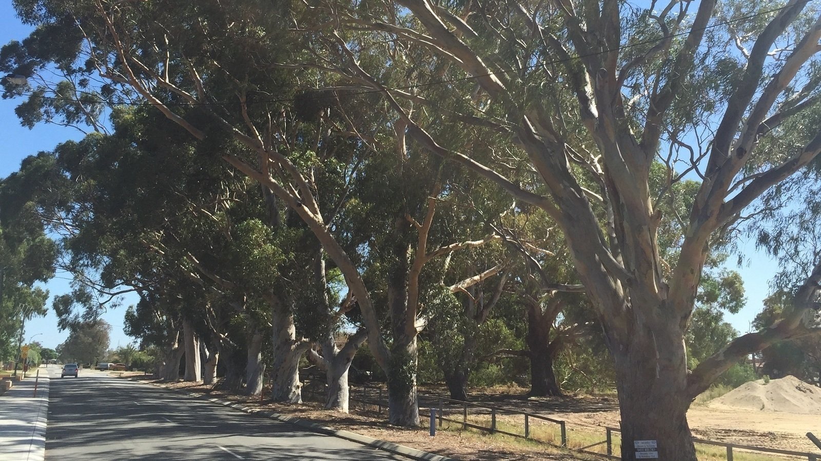 Petition · Please Help Save Our Beautiful Trees - Australia · Change.org