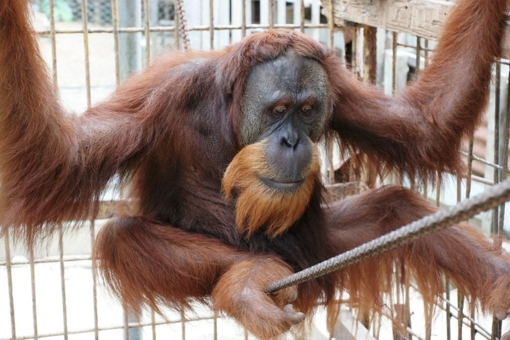 Petition · Send Pongky back home to the forest - United Kingdom ...